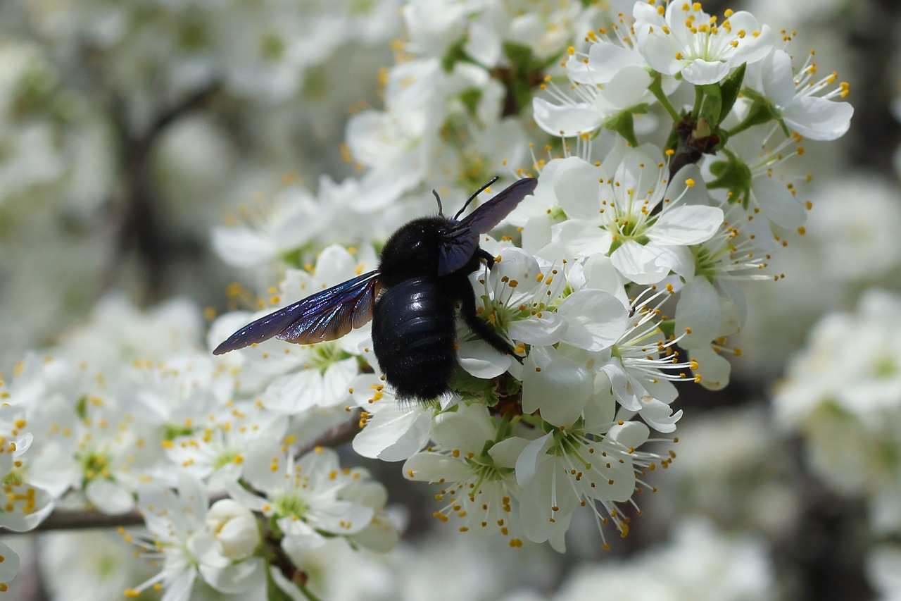 Identifying Carpenter Bees in Louisville | Louisville Stinging Insects ...