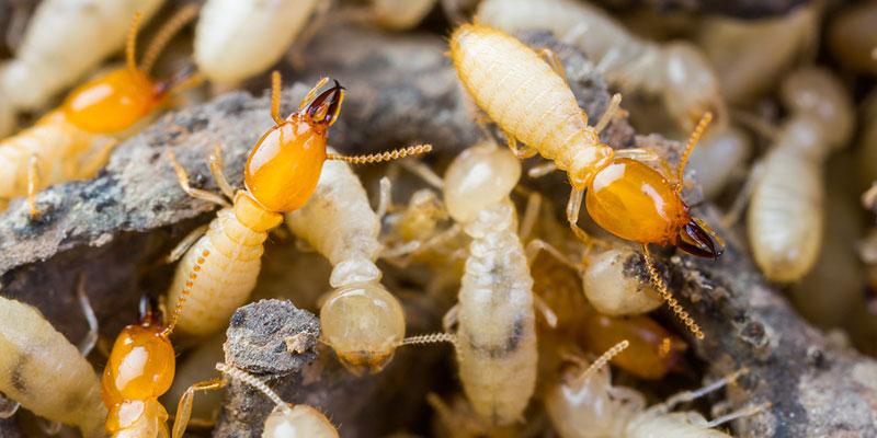 Subterranean Termite Guide | Kentucky Pest Control