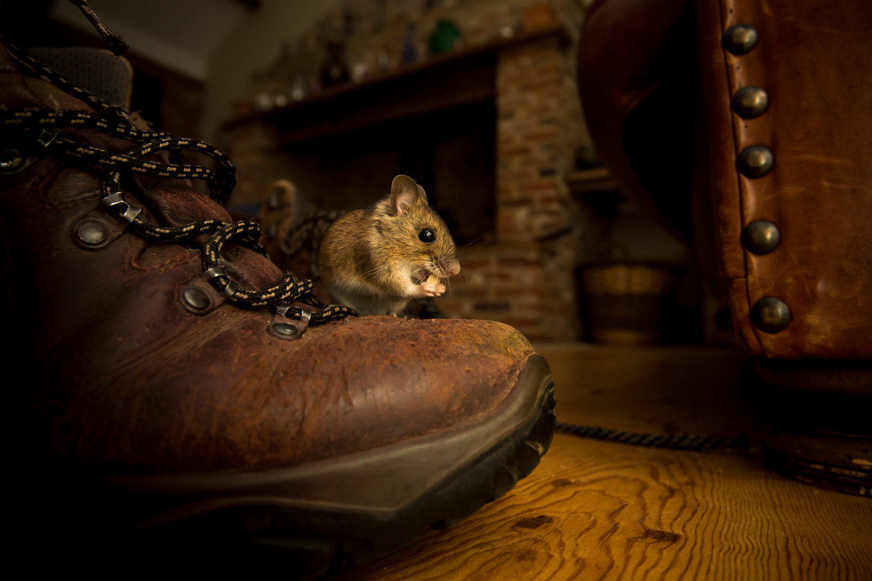 Seasonal Rodent Control Tips for Kentucky Residents | Kentucky Pest Control