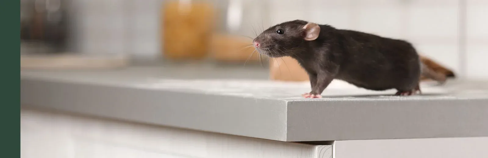 Rodent Control in Kentucky | Rats & Mice | Kentucky Pest Control